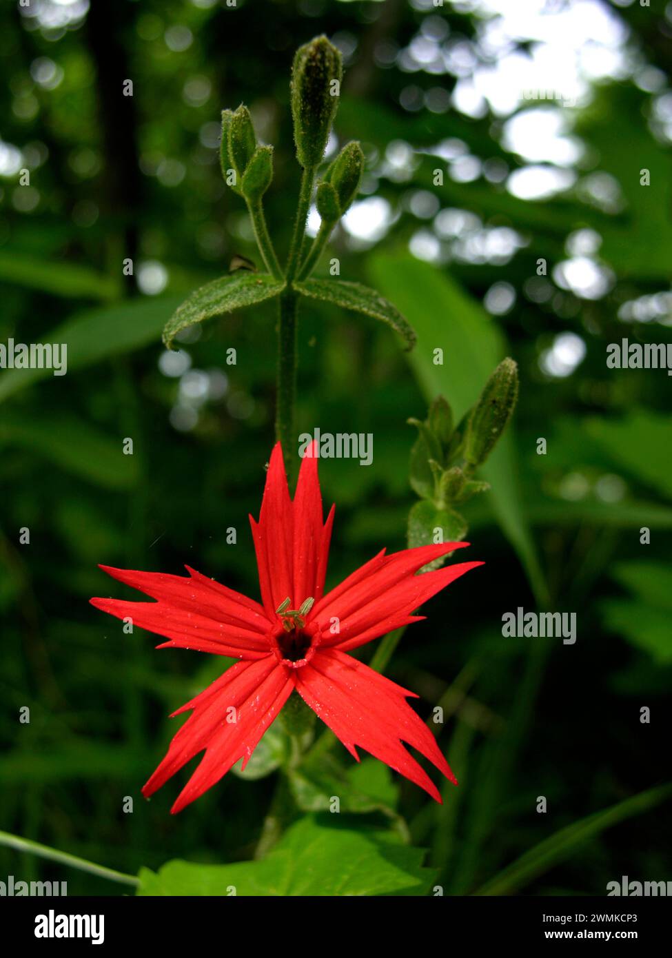 Close-up of a Fire pink blossom (Silene virginica); North Carolina ...