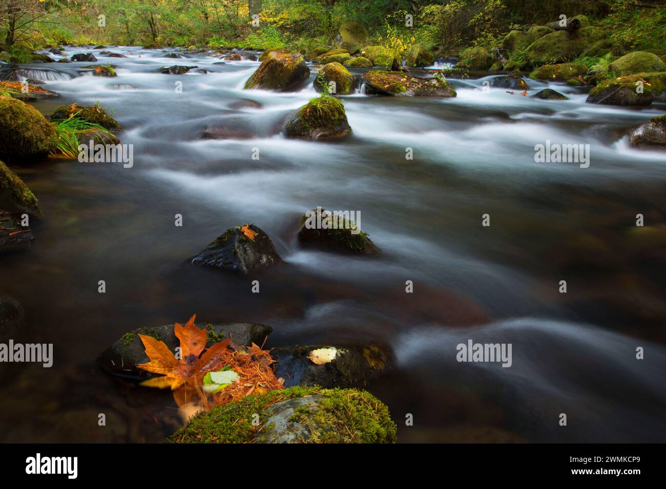 Oak Grove Fork Clackamas River at Ripplebrook Campground, West Cascades ...