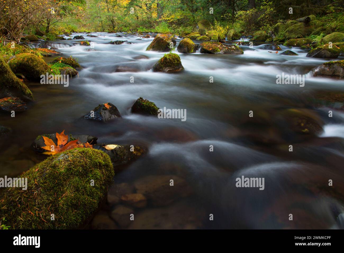 Oak Grove Fork Clackamas River at Ripplebrook Campground, West Cascades ...