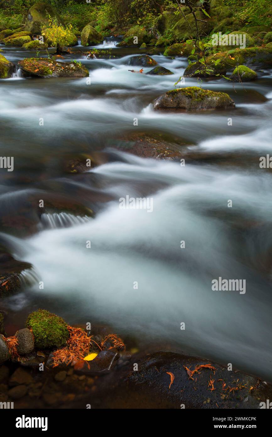 Oak Grove Fork Clackamas River at Ripplebrook Campground, West Cascades ...