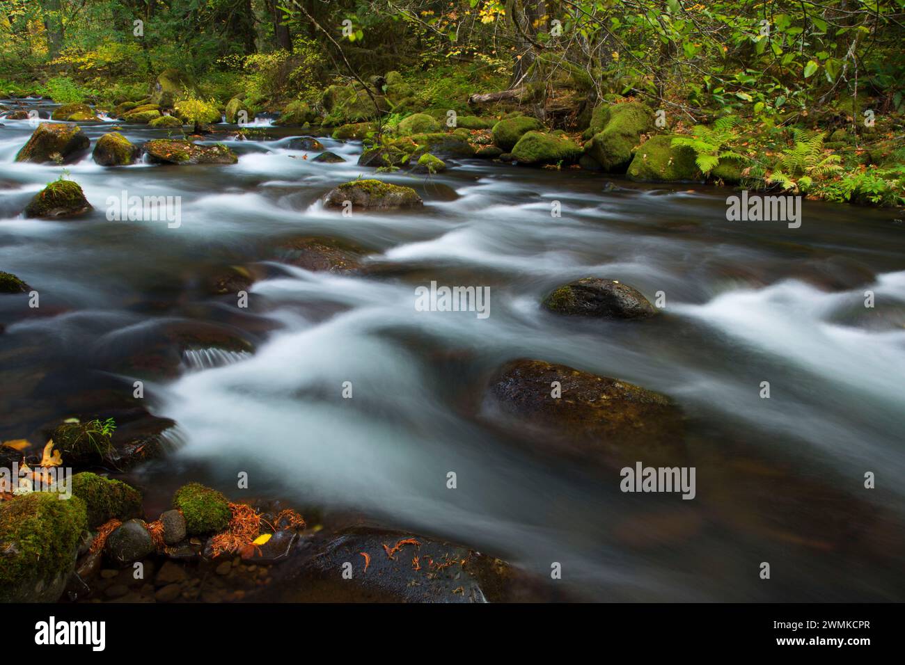 Oak Grove Fork Clackamas River at Ripplebrook Campground, West Cascades ...
