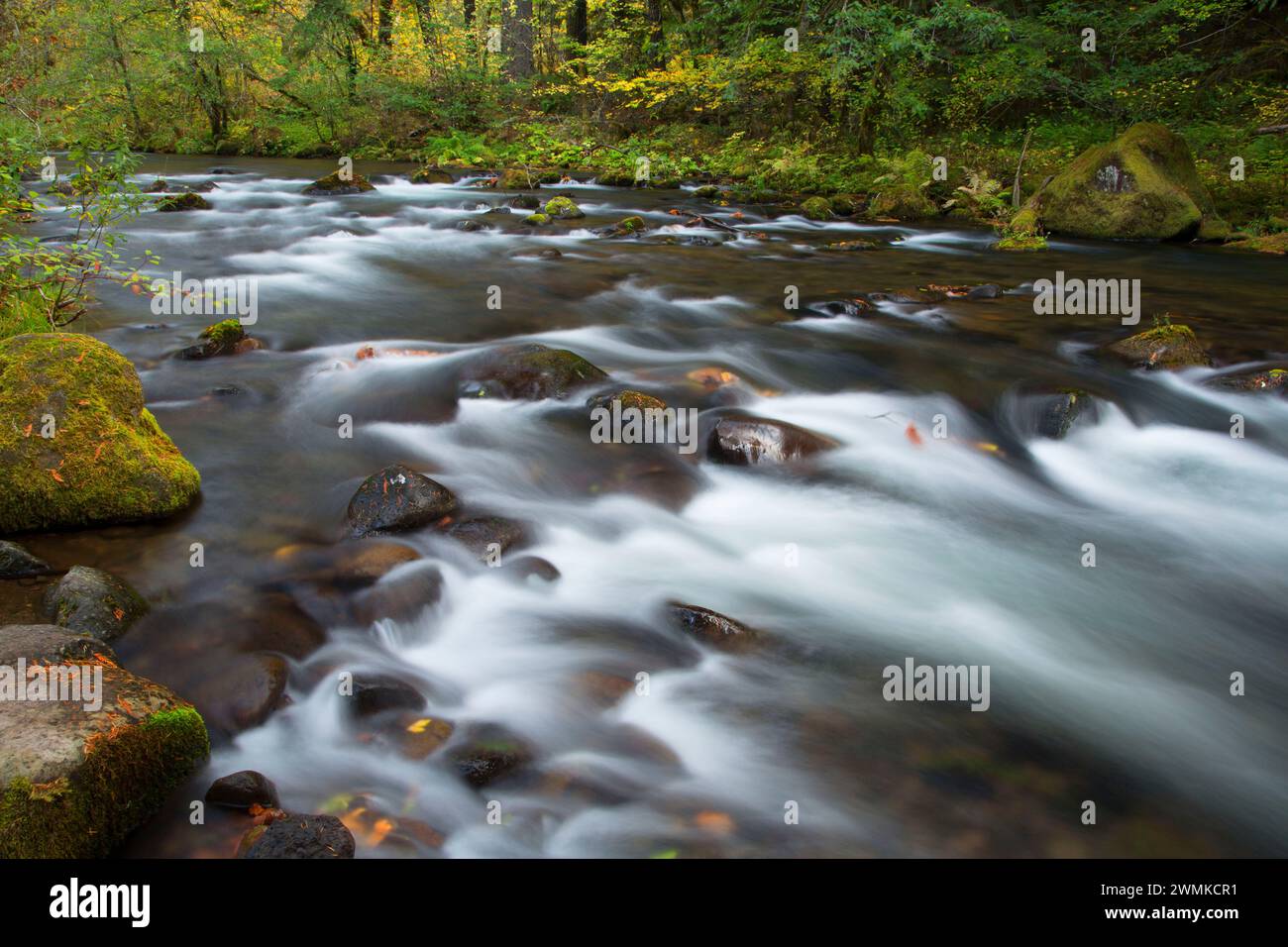 Oak Grove Fork Clackamas River at Ripplebrook Campground, West Cascades ...