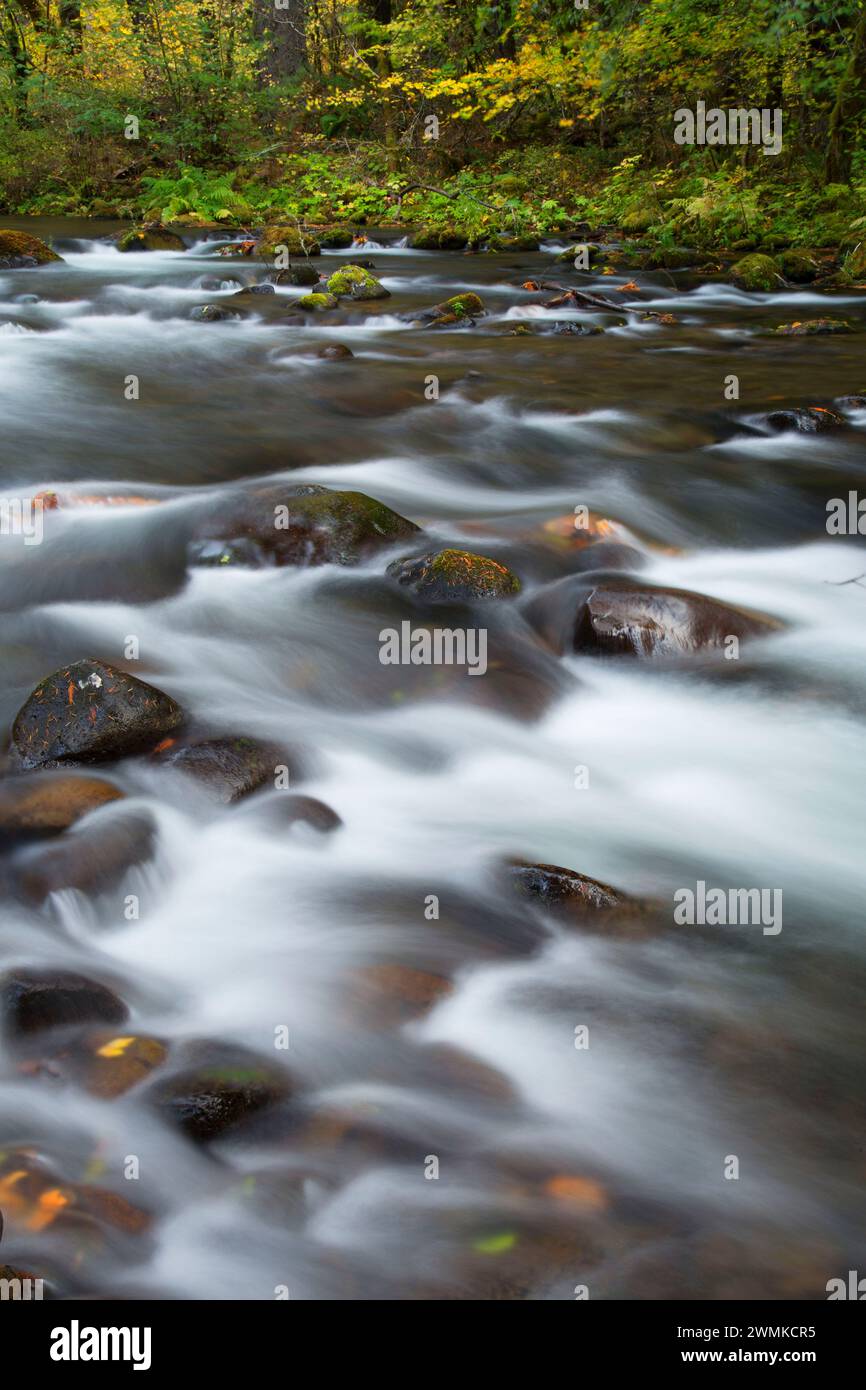 Oak Grove Fork Clackamas River at Ripplebrook Campground, West Cascades ...