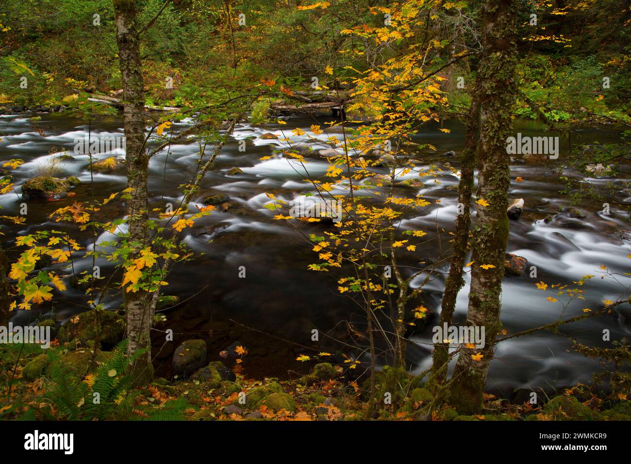 Clackamas Wild and Scenic River, West Cascades Scenic Byway, Mt Hood ...