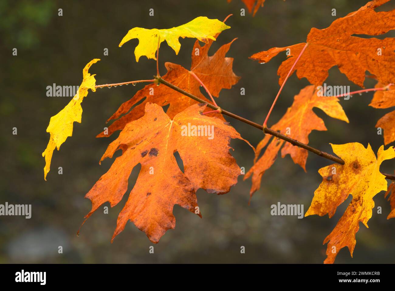 Bigleaf maple (Acer macrophyllum) leaf, Clackamas Wild and Scenic River ...