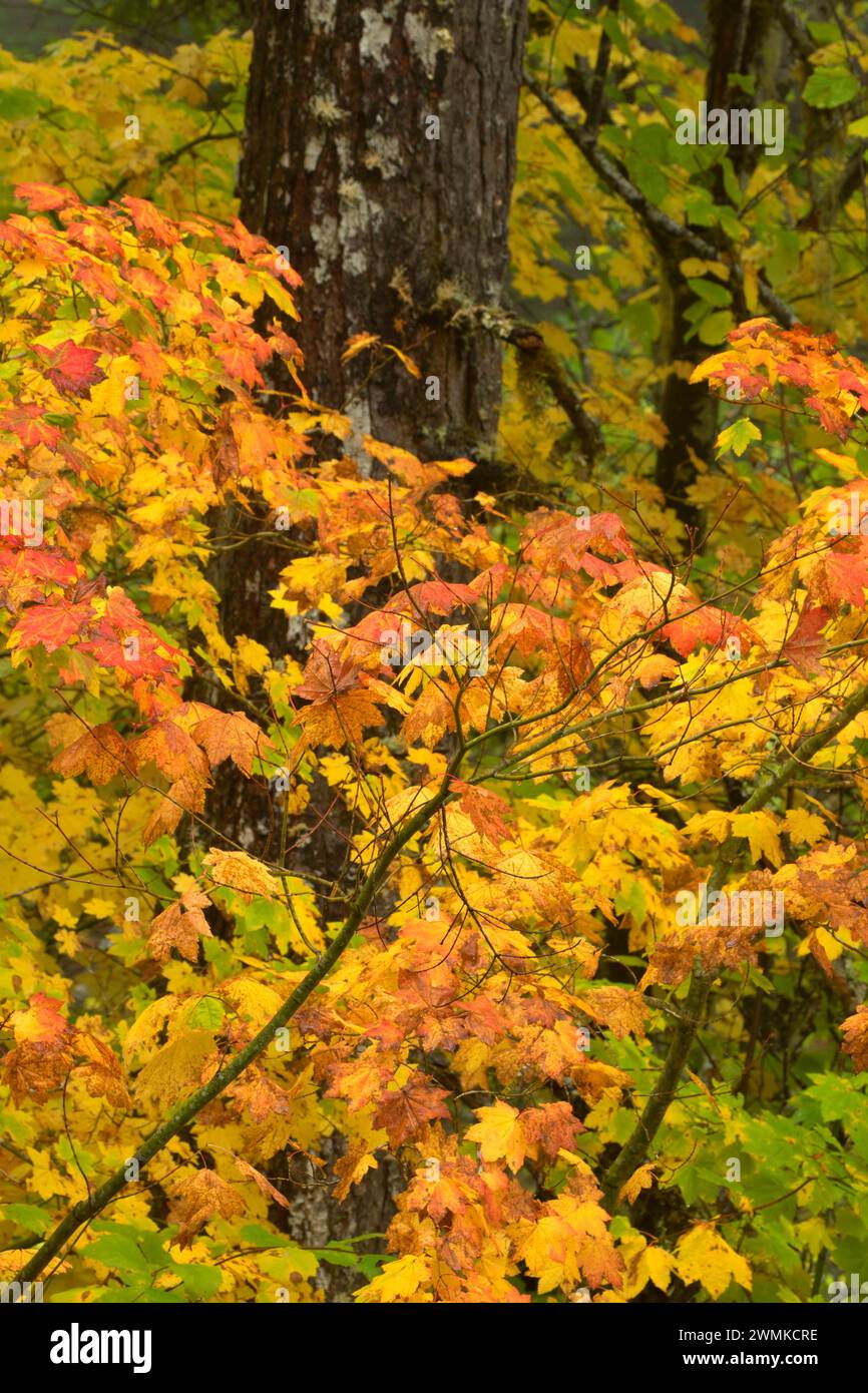 Mount hood scenic byway autumn oregon hi-res stock photography and ...