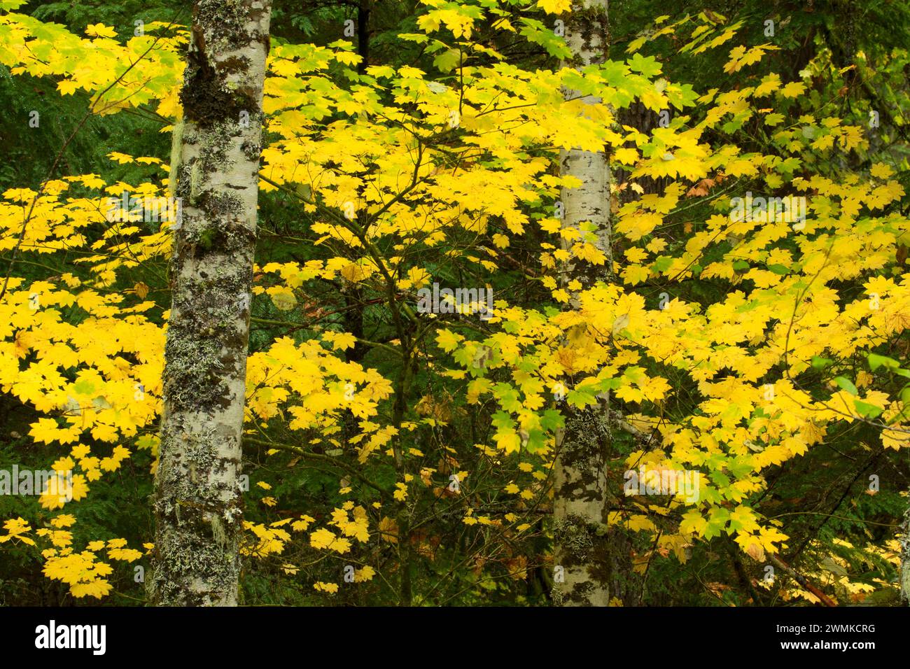 Vine maple (Acer circinatum) with red alder, Clackamas Wild and Scenic ...