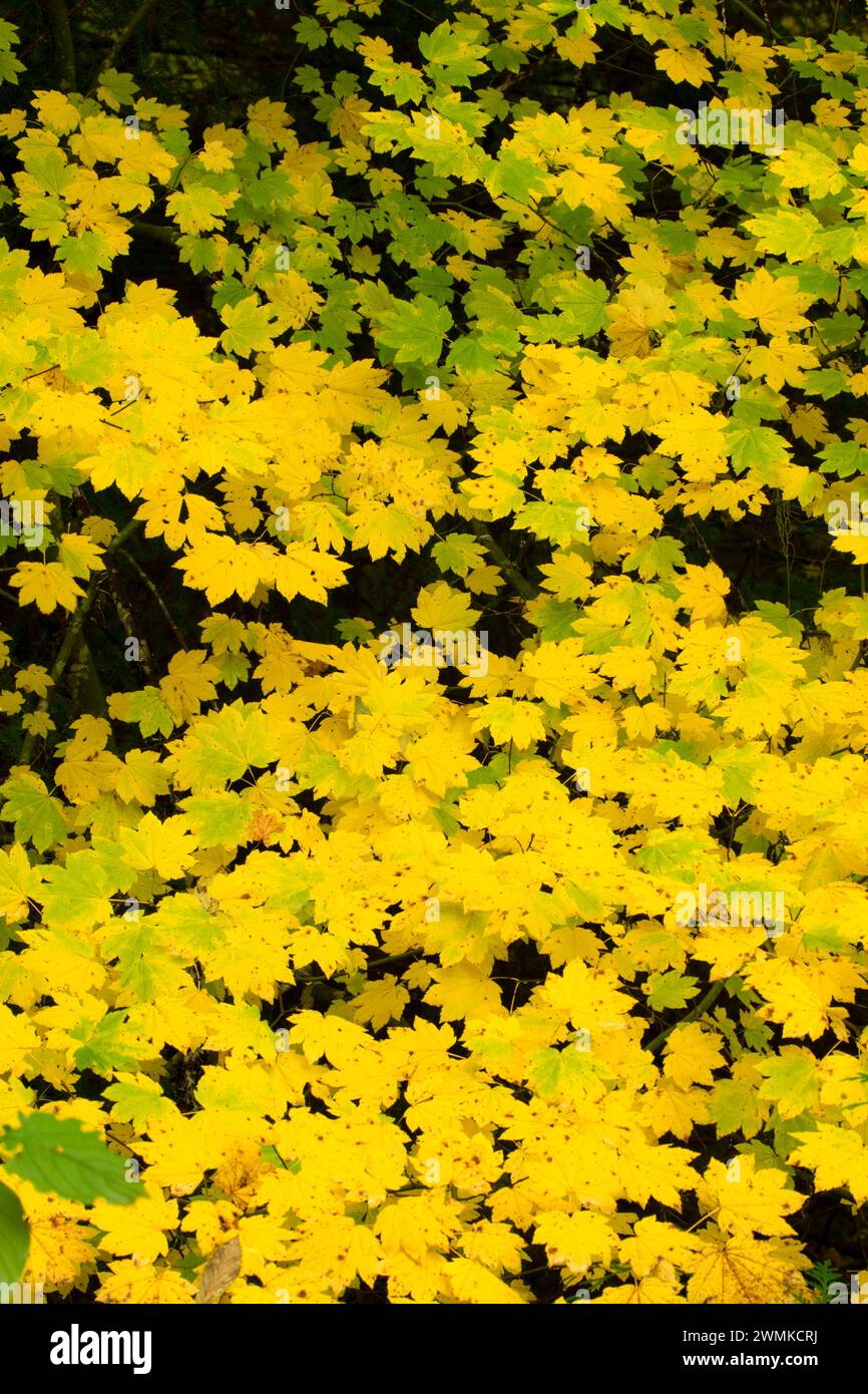 Mount hood scenic byway autumn oregon hi-res stock photography and ...