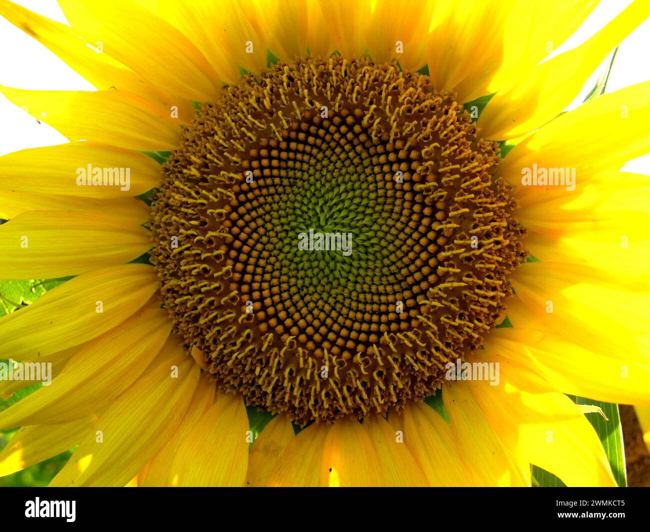 Sunflowers green centre hi-res stock photography and images - Alamy