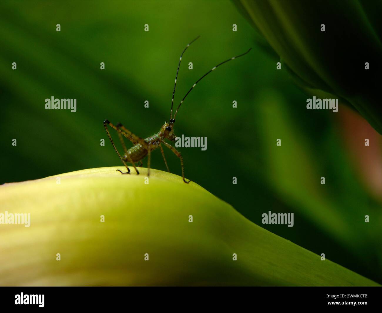 Hopping animals hi-res stock photography and images - Alamy