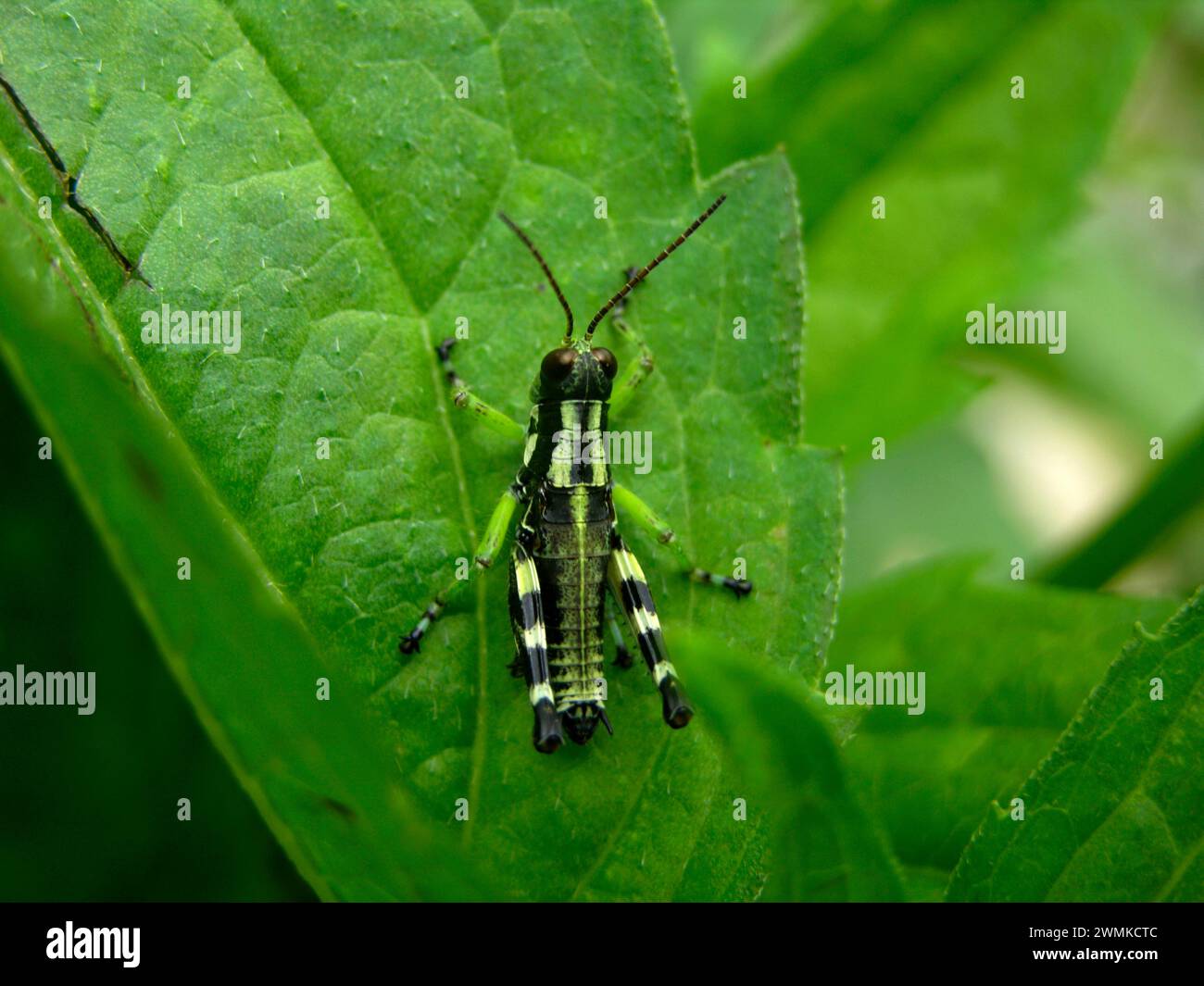 Close up view grasshoppers on hi-res stock photography and images - Alamy