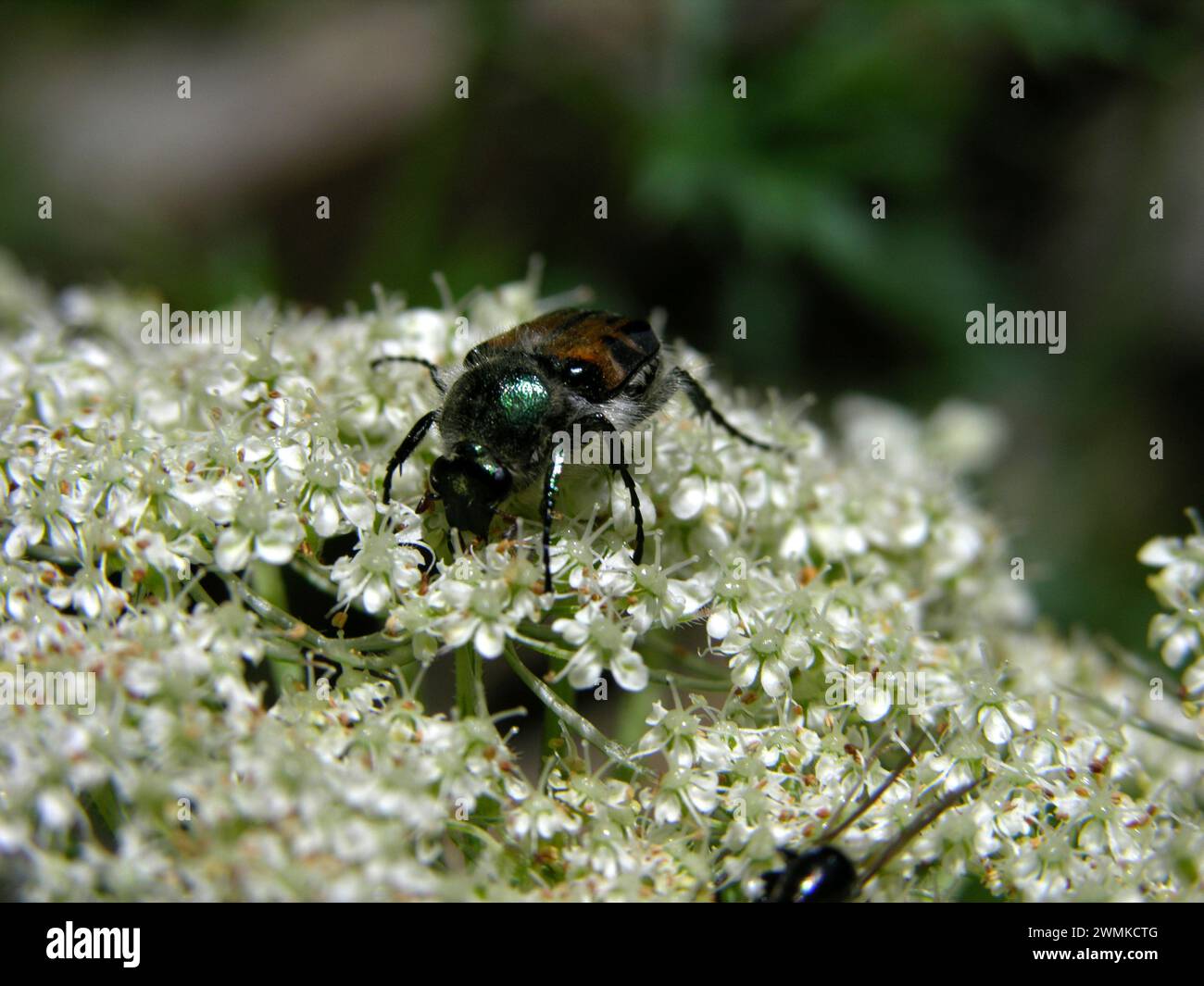 Plants with bugs hi-res stock photography and images - Alamy