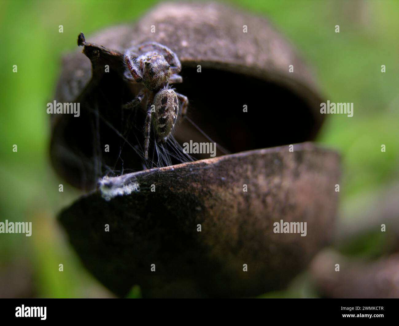 Spider in wild on sunny hi-res stock photography and images - Alamy