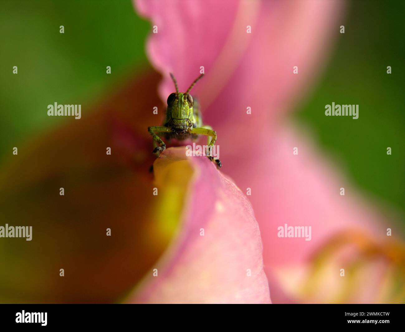 Selective focus on grasshopper hi-res stock photography and images - Alamy