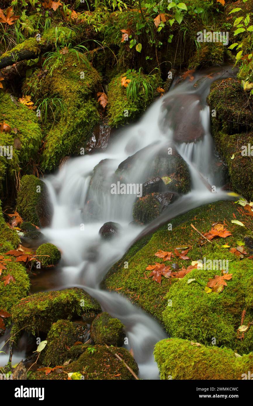 Forest creek, Clackamas Wild and Scenic River, West Cascades Scenic ...