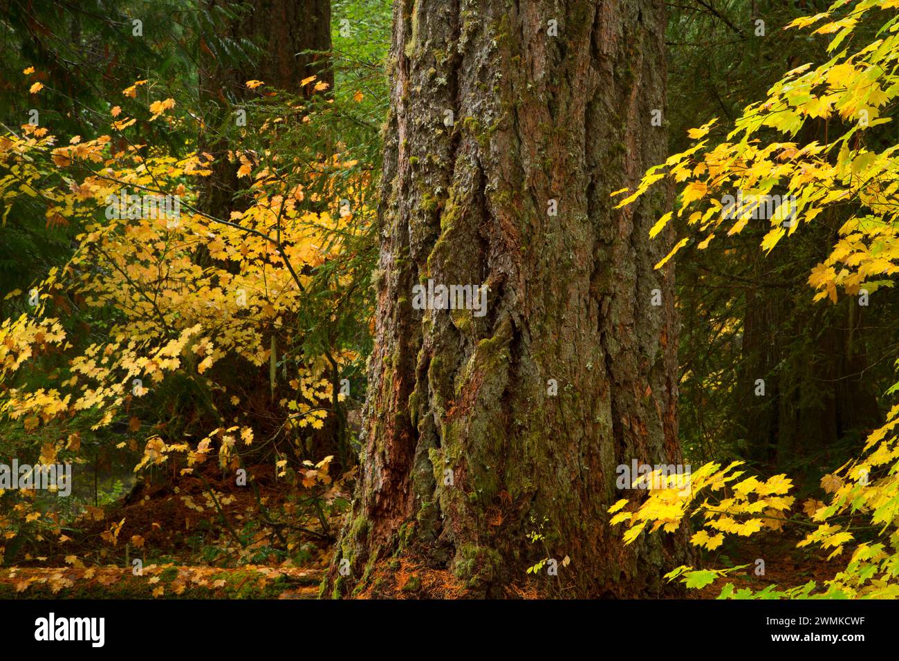 Ancient forest, Clackamas Wild and Scenic River, West Cascades Scenic ...