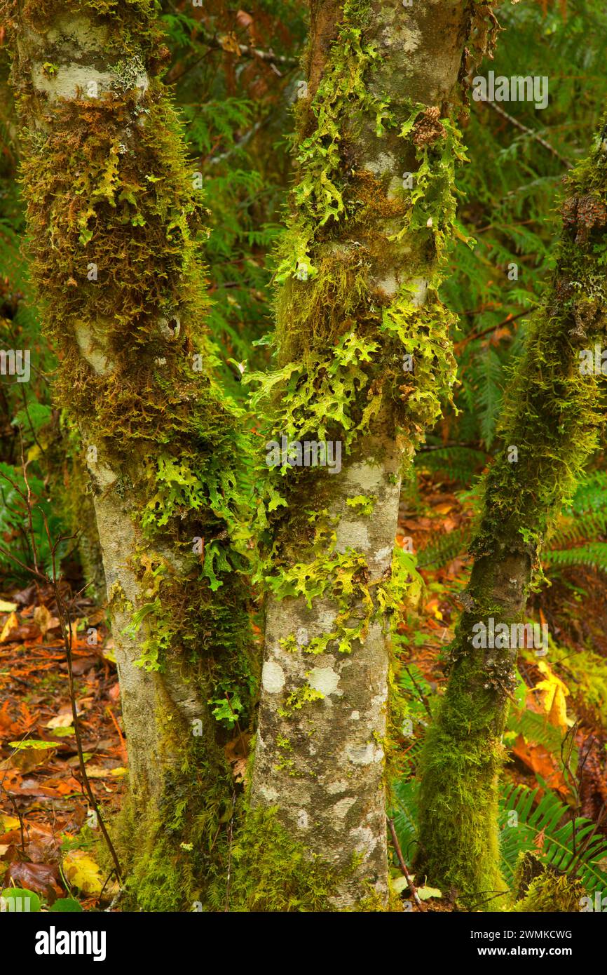 Red alder, Clackamas Wild and Scenic River, West Cascades Scenic Byway ...