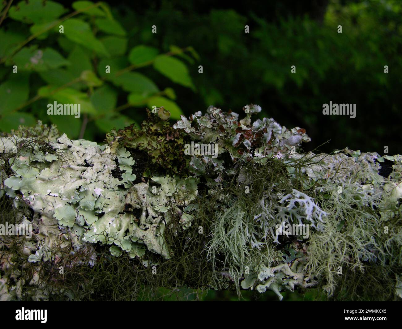 Moss and lichen grow out of wood Stock Photo - Alamy