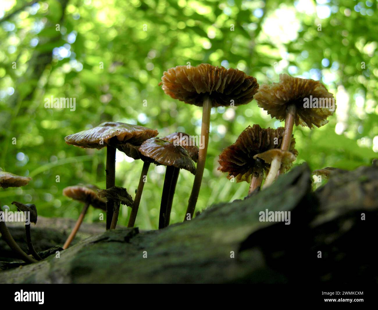 Mushrooms growing from a rotting log Stock Photo - Alamy