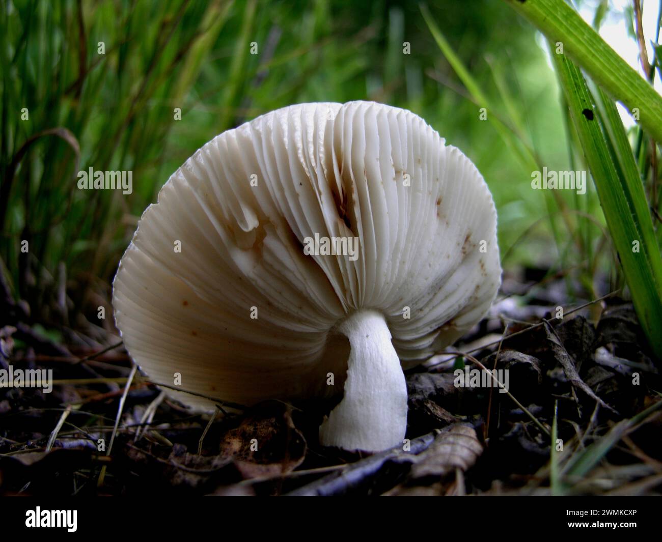 Gilled underside of a white mushroom Stock Photo - Alamy