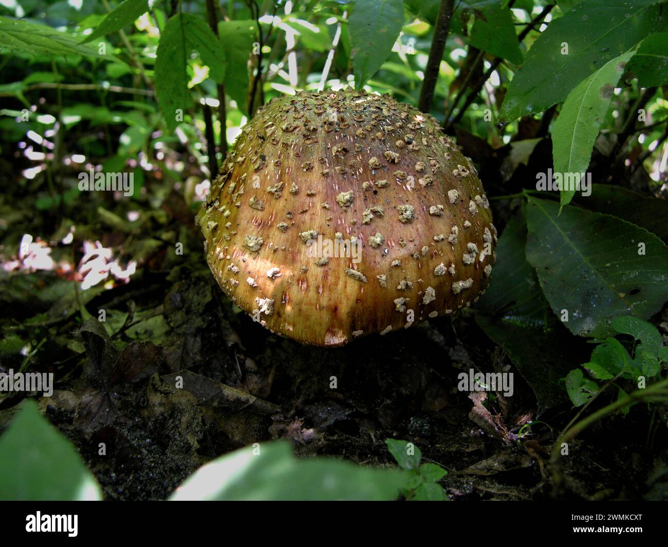 Close-up of a brown mushroom with a textured cap growing in shaded area ...