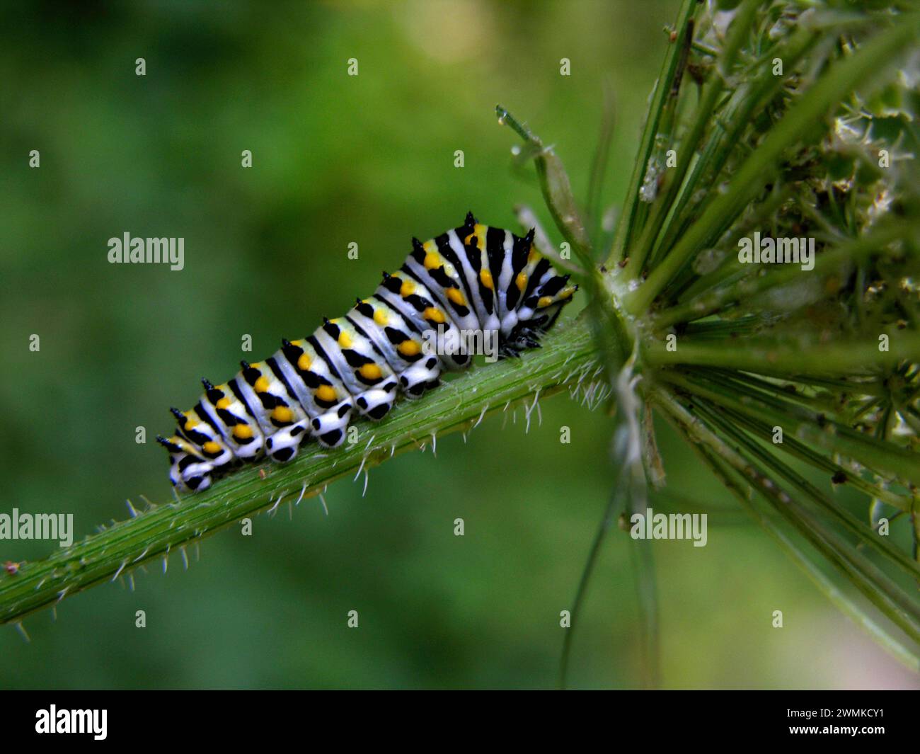 Caterpillar climbing a Queen Anne's Lace stem,Daucus carota Stock Photo ...