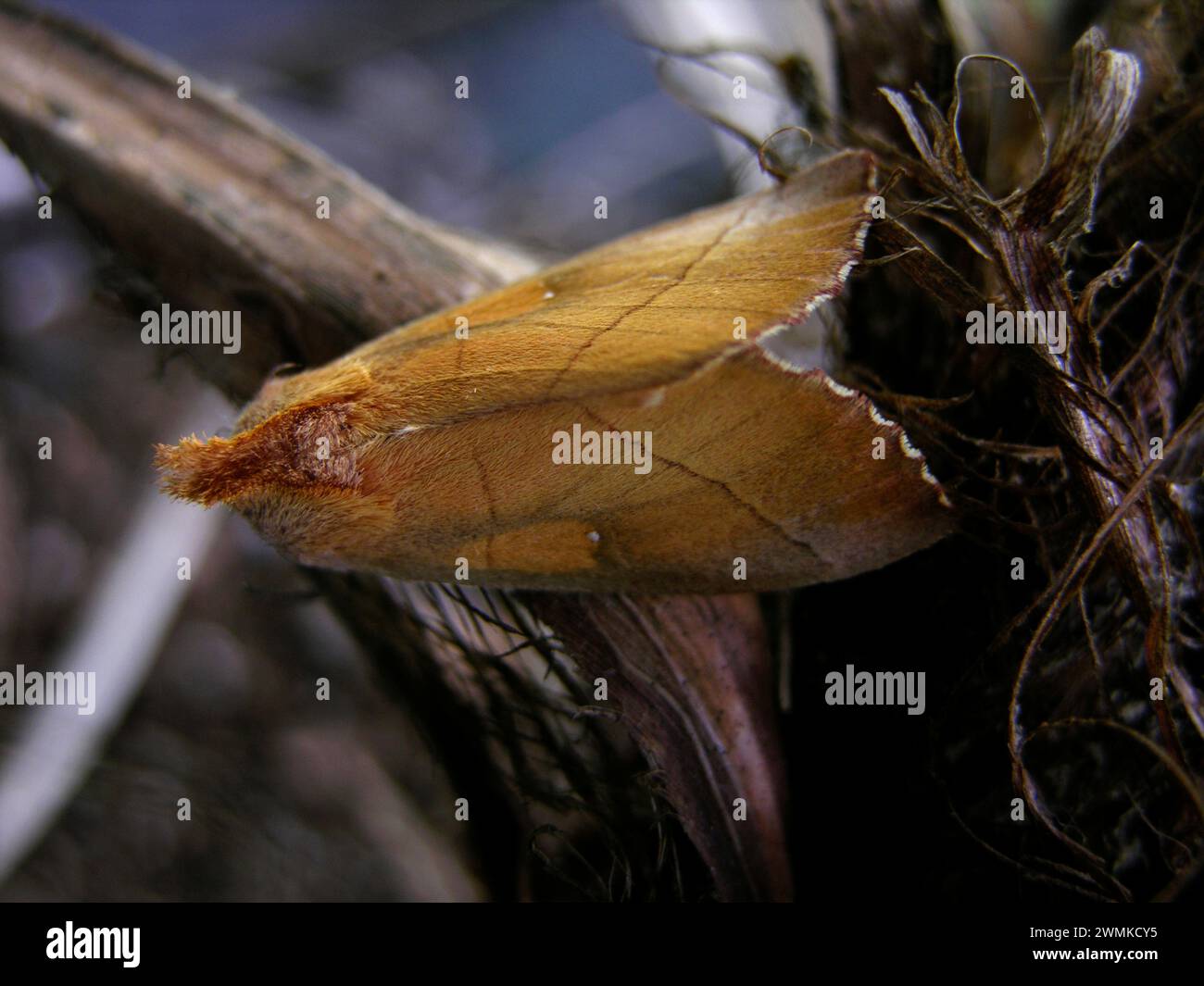 Resting insects hi-res stock photography and images - Alamy