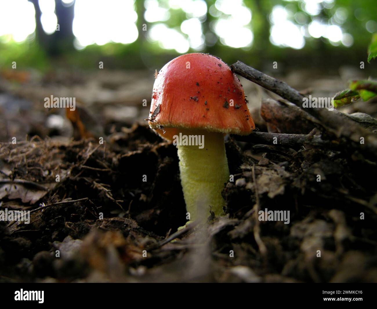 Red topped mushroom Stock Photo - Alamy