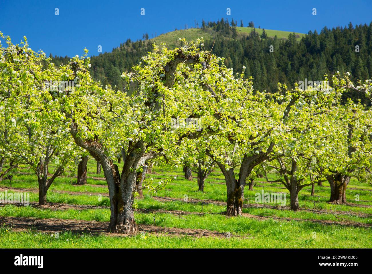 Pear orchard in bloom, Hood River County, Oregon Stock Photo - Alamy