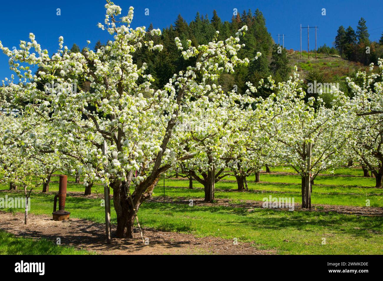 Orchard bloom hi-res stock photography and images - Alamy