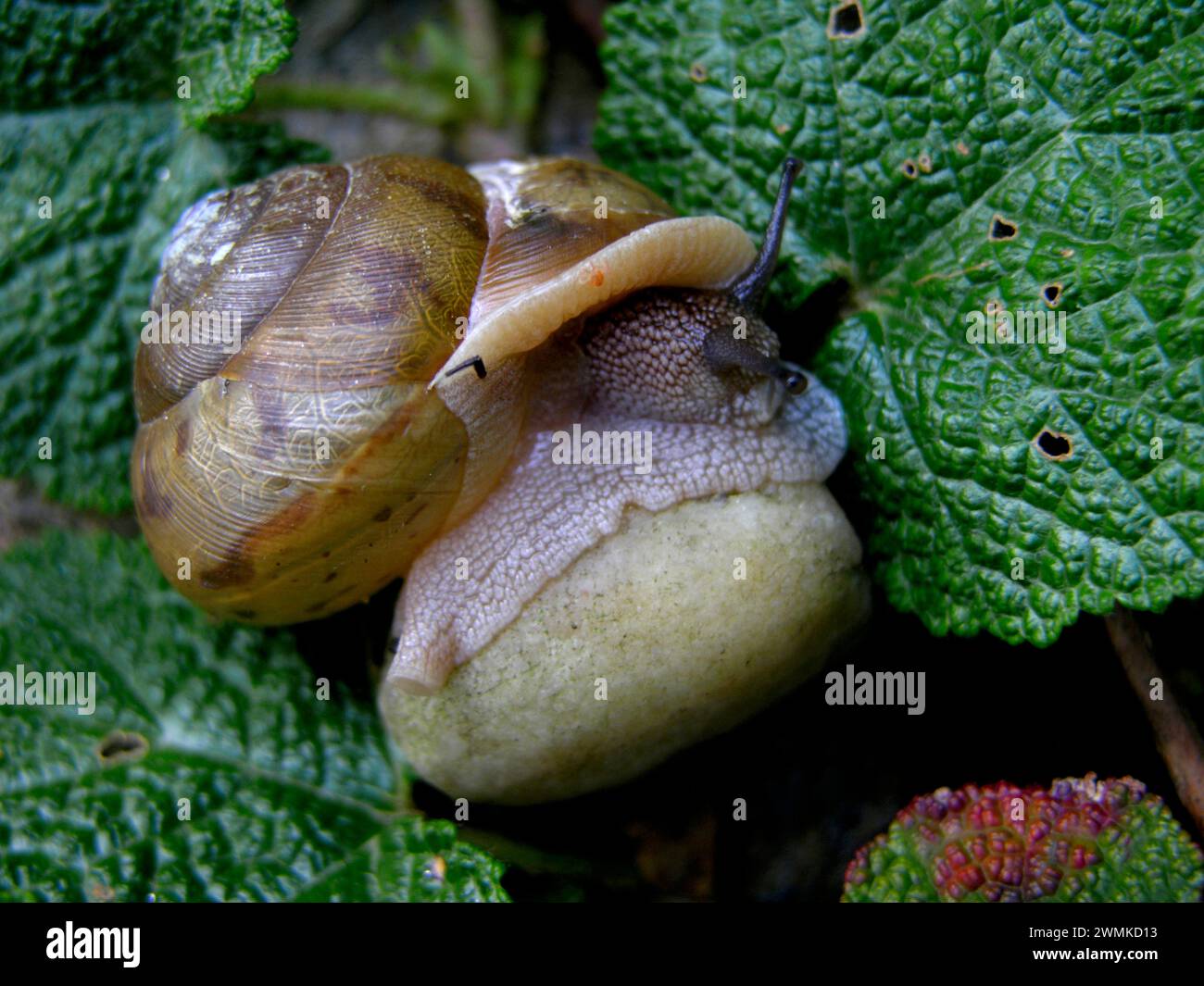Sail emerging from it's shell on a plant Stock Photo - Alamy