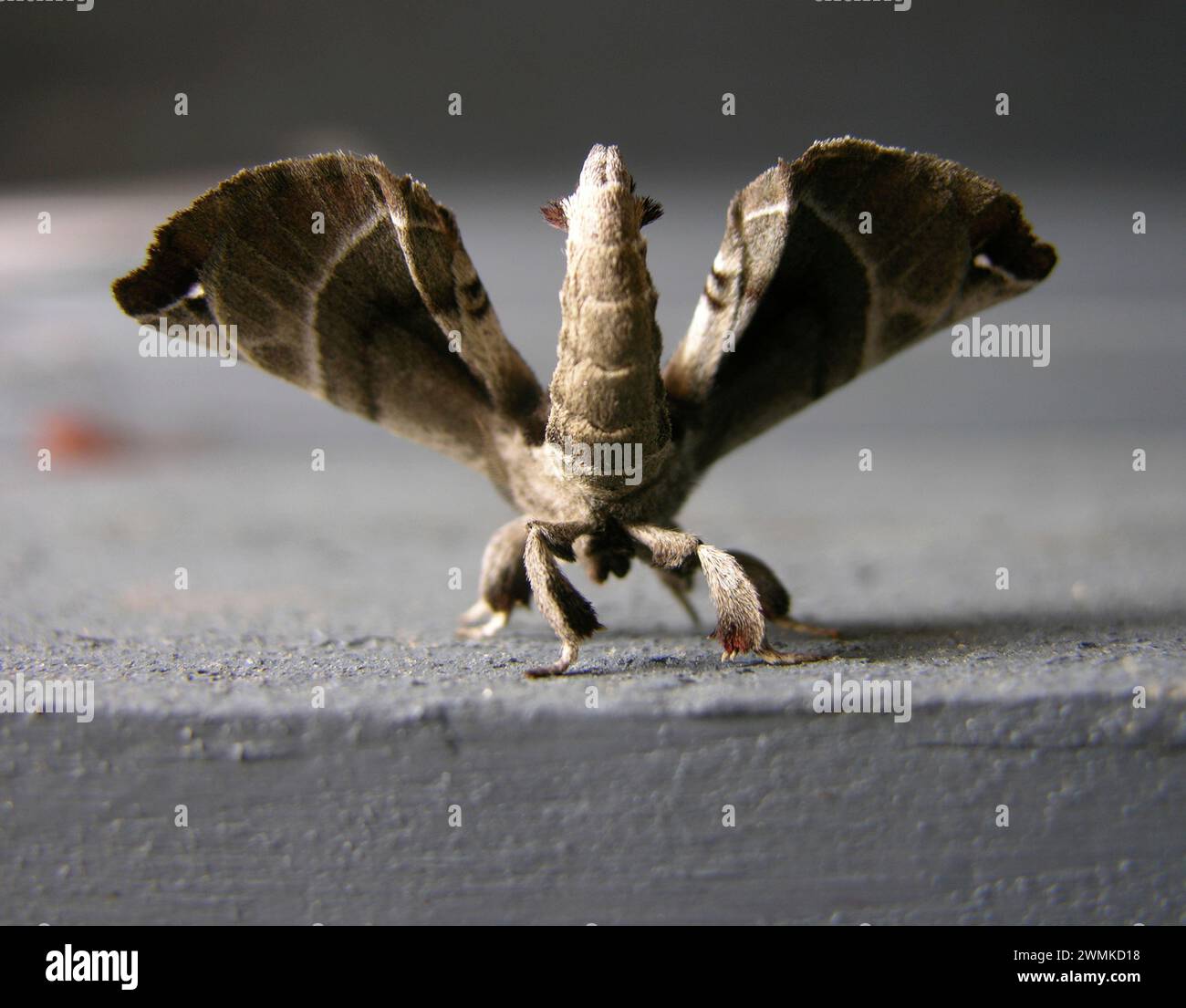 Moth standing on a concrete surface, ready to take flight Stock Photo ...