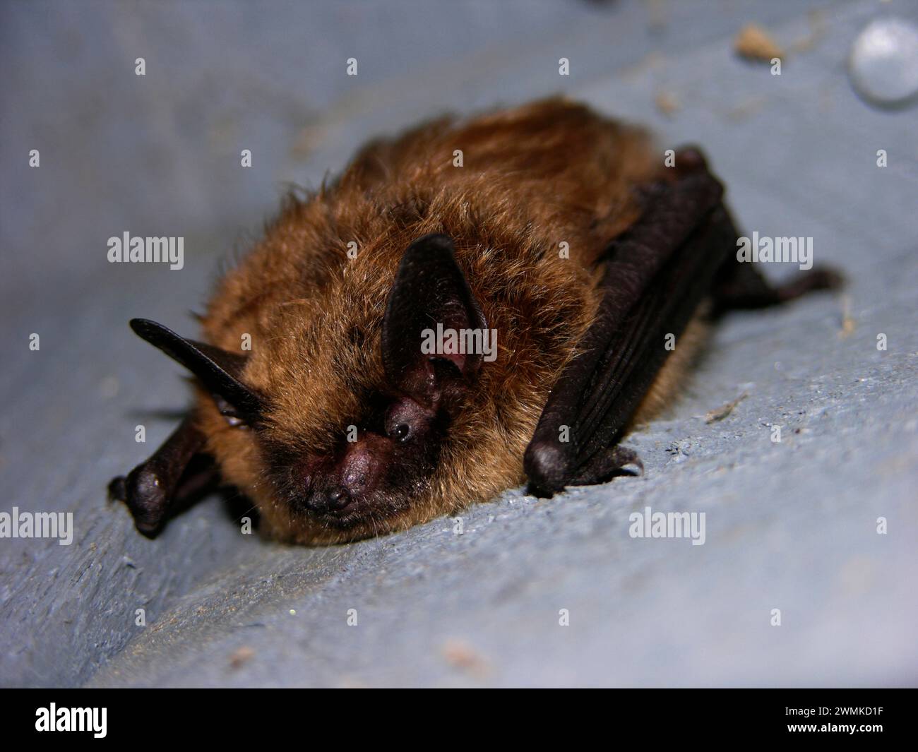 Evening bat nycticeius humeralis hi-res stock photography and images ...
