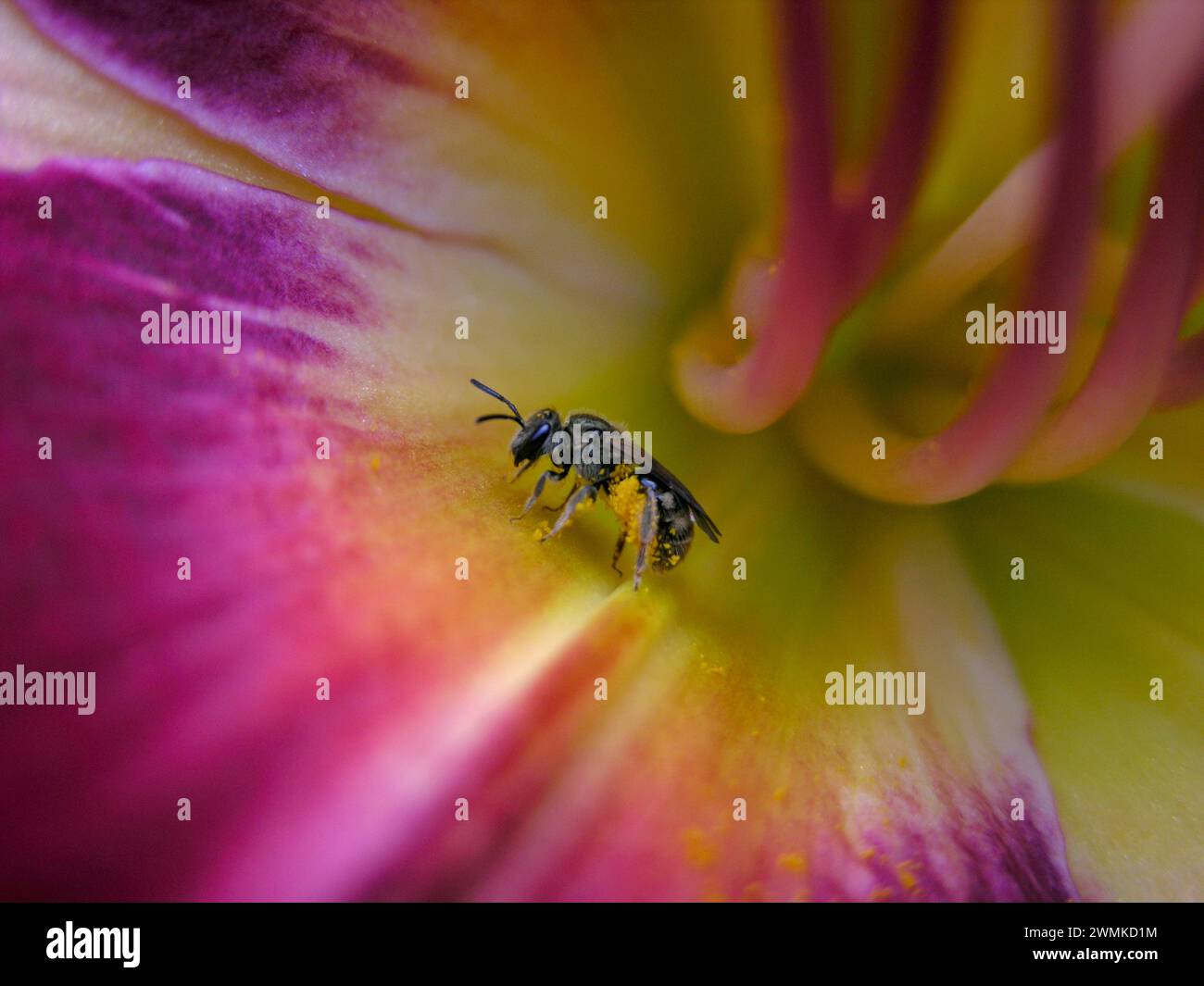 Plants with bugs hi-res stock photography and images - Alamy