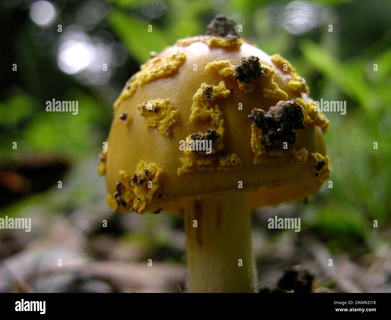Yellow cap fungi hi-res stock photography and images - Alamy