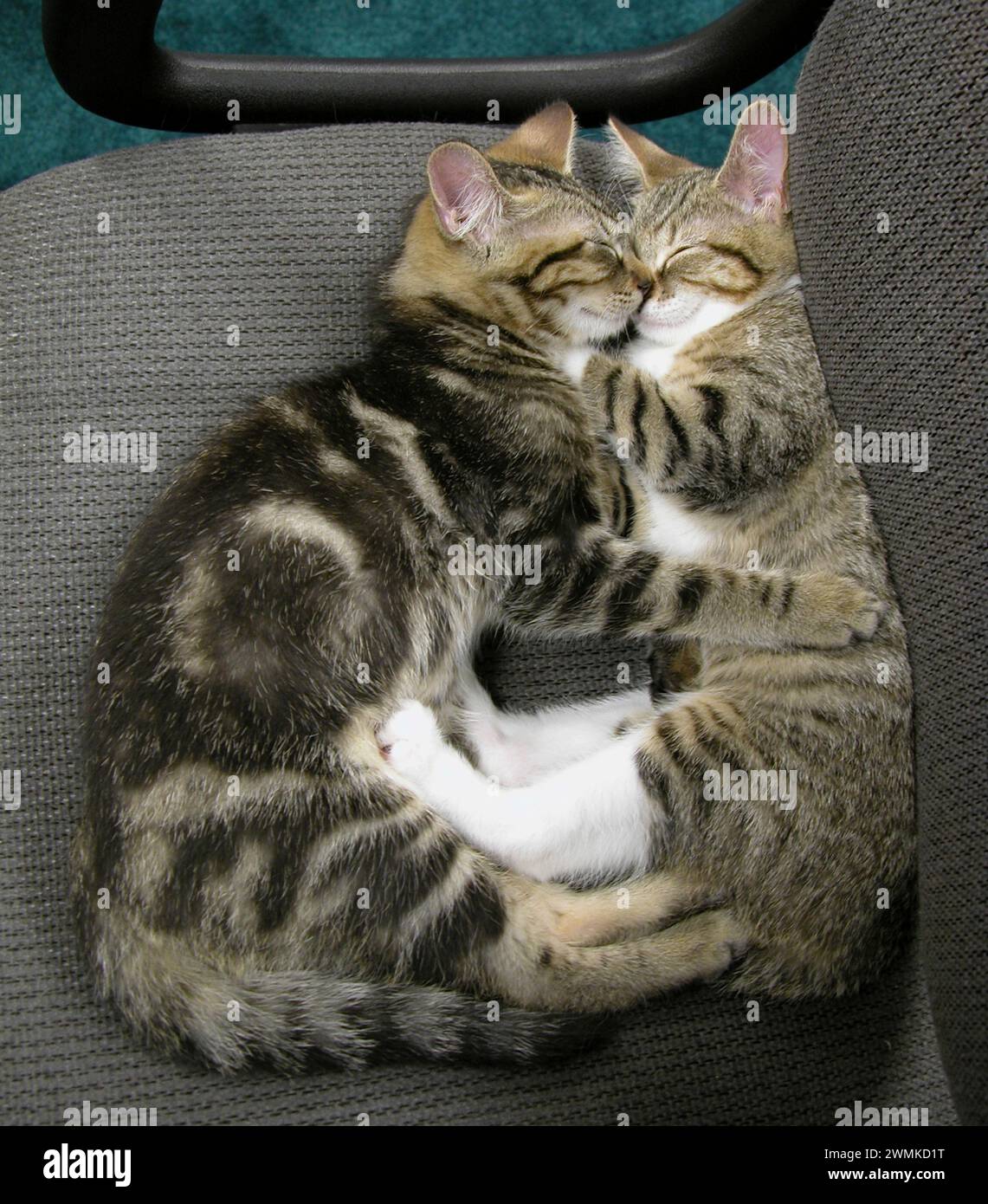 Two older tabby kittens sleeping in a chair seem to hug and kiss ...