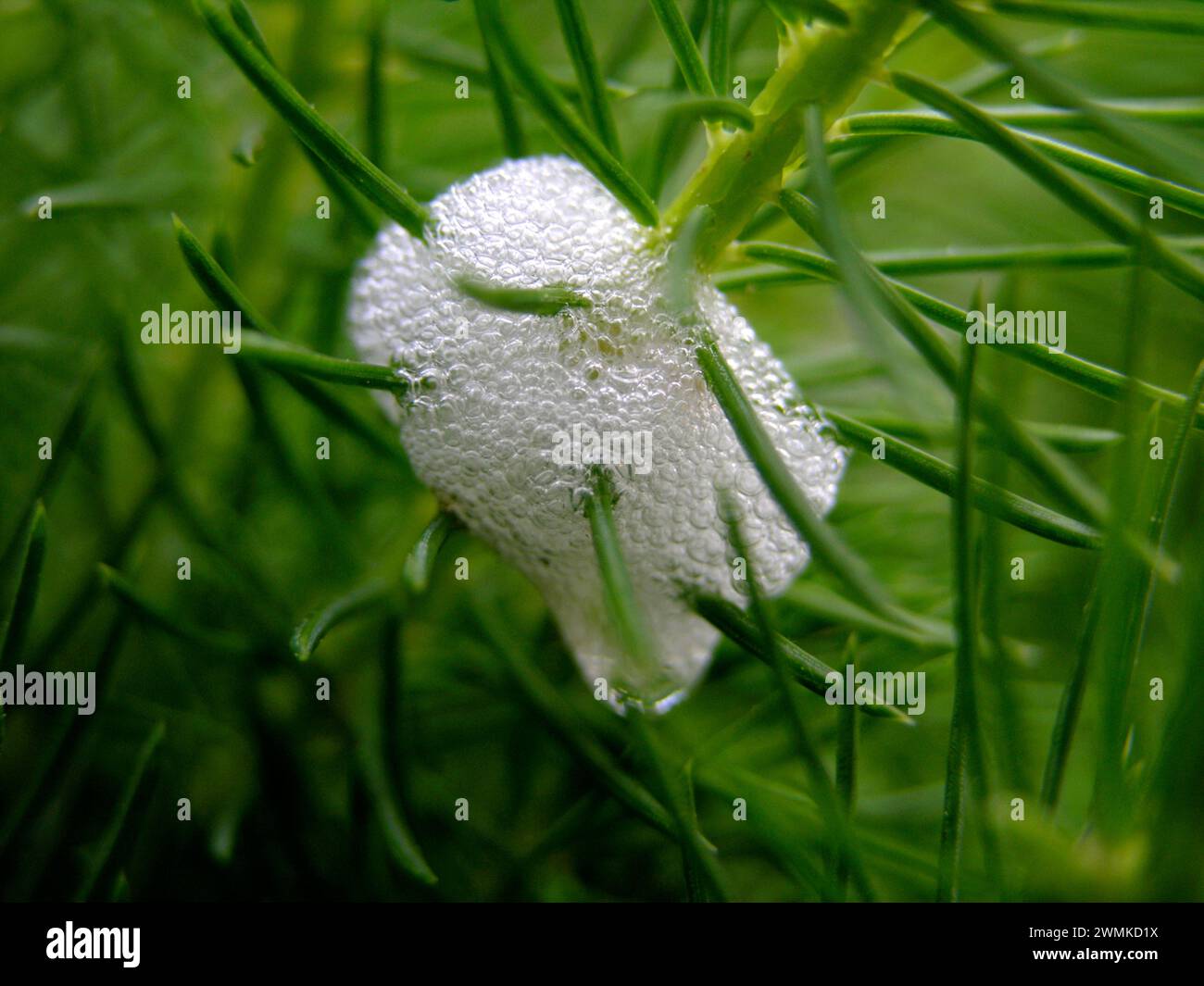 Spittlebug is protected inside bubbly mass on a plant stem Stock Photo ...