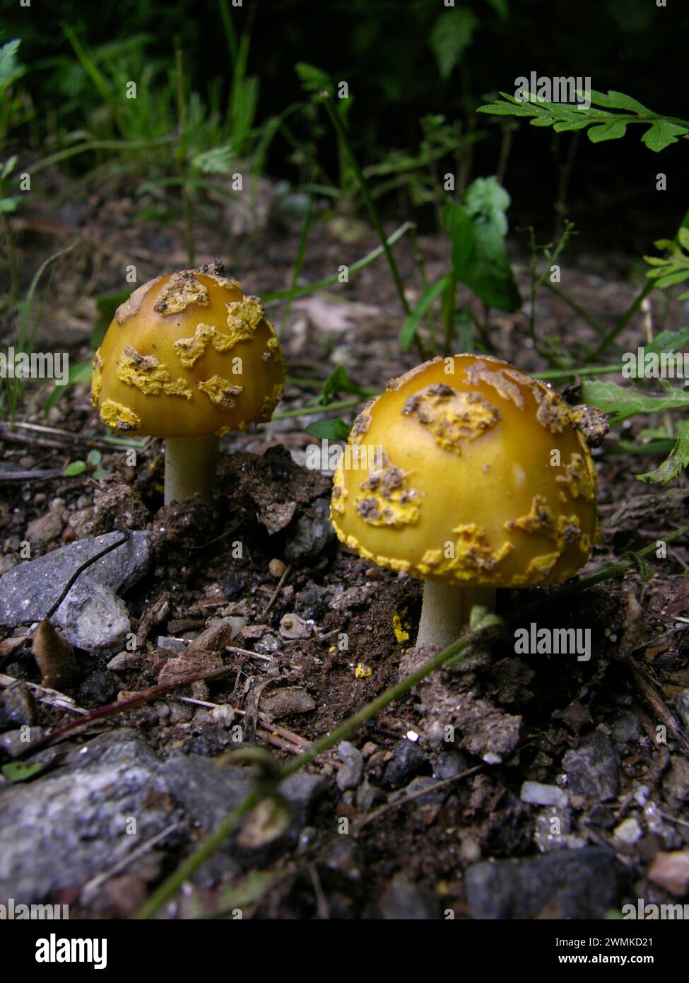 Yellow cap fungi hi-res stock photography and images - Alamy