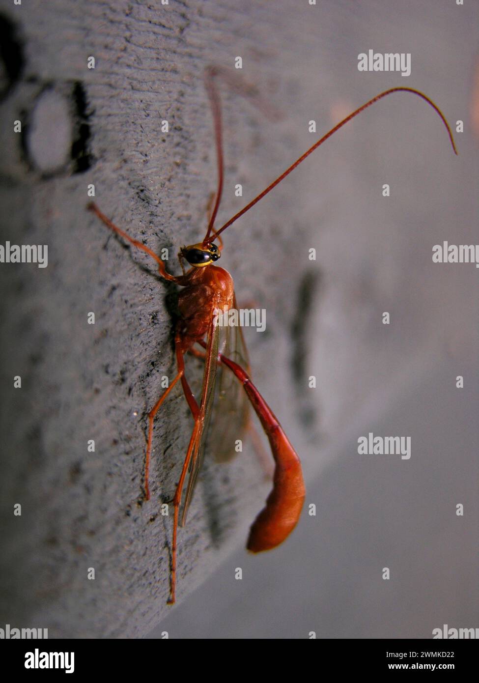 Unique red insect on a concrete surface Stock Photo - Alamy