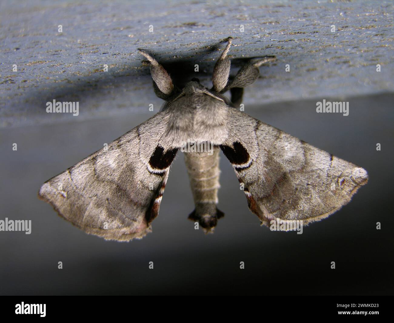 Moth patterns hi-res stock photography and images - Alamy