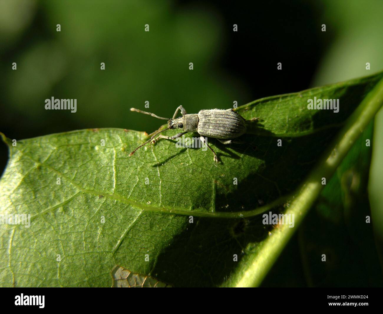 Leaf with no bugs hi-res stock photography and images - Alamy