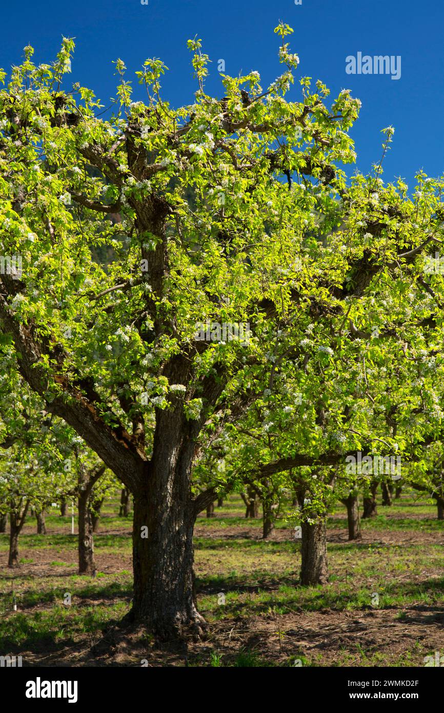 Pear orchard in bloom, Hood River County, Oregon Stock Photo - Alamy