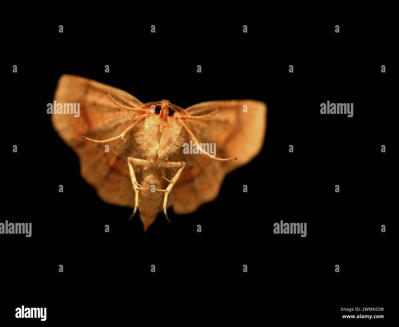 Underside view of a moth sitting on a window pane; North Carolina ...