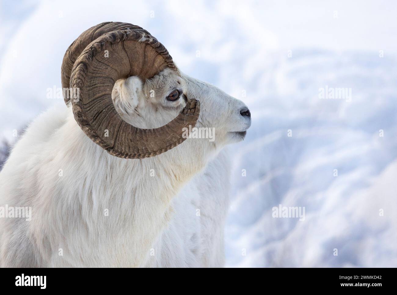 Dall sheep (Ovis dalli) ram with large horns in snow; Alaska, United ...