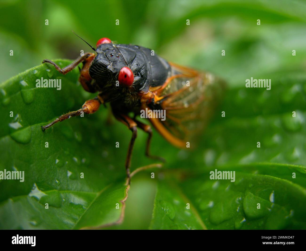 17 year cicadas hi-res stock photography and images - Alamy