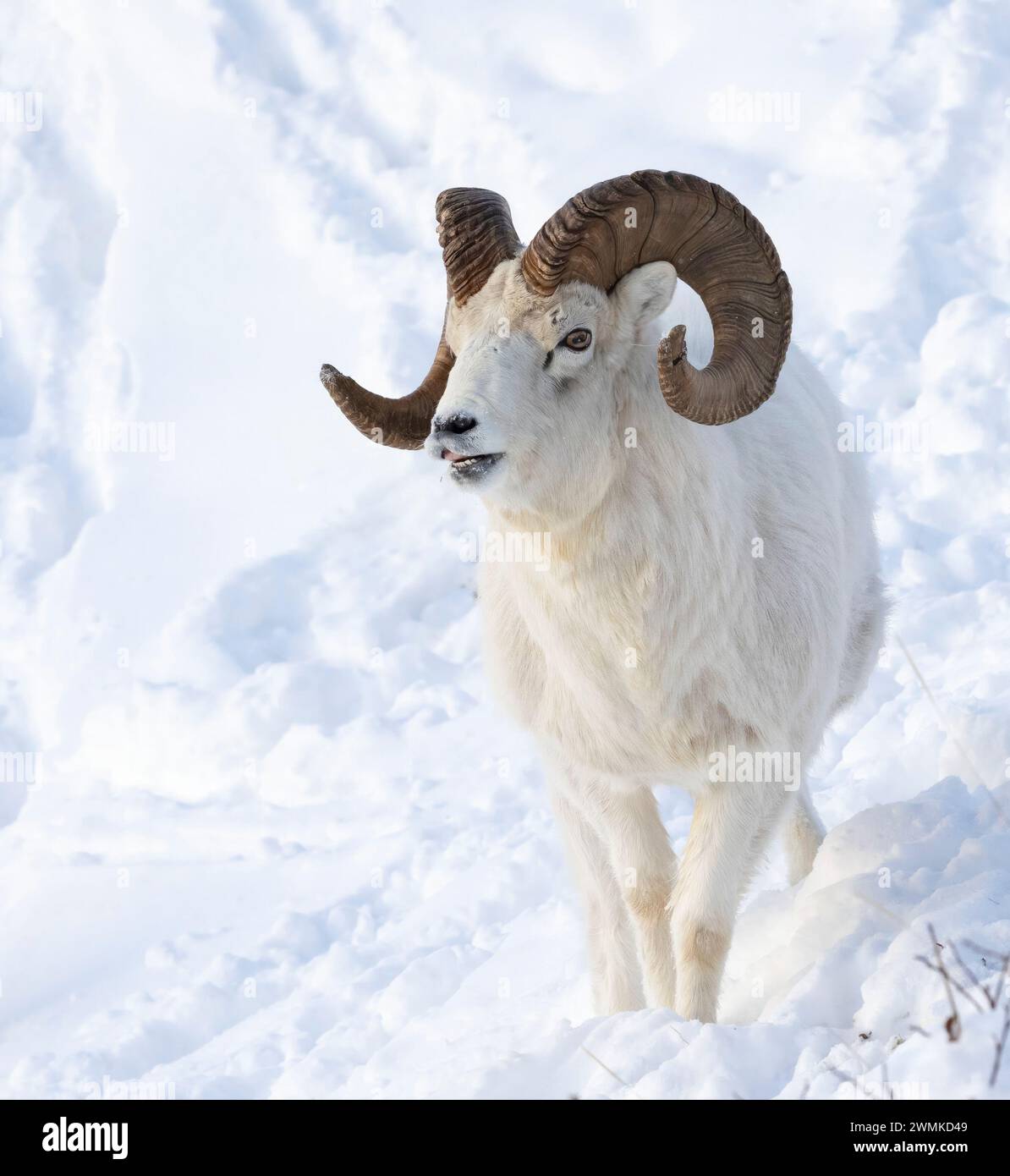 Dall sheep (Ovis dalli) ram with large horns standing in snow; Alaska ...