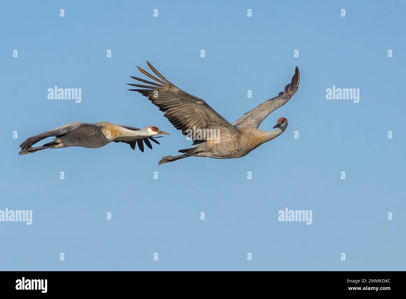 Two geese in flight in a blue sky, the first goose looking back over it ...