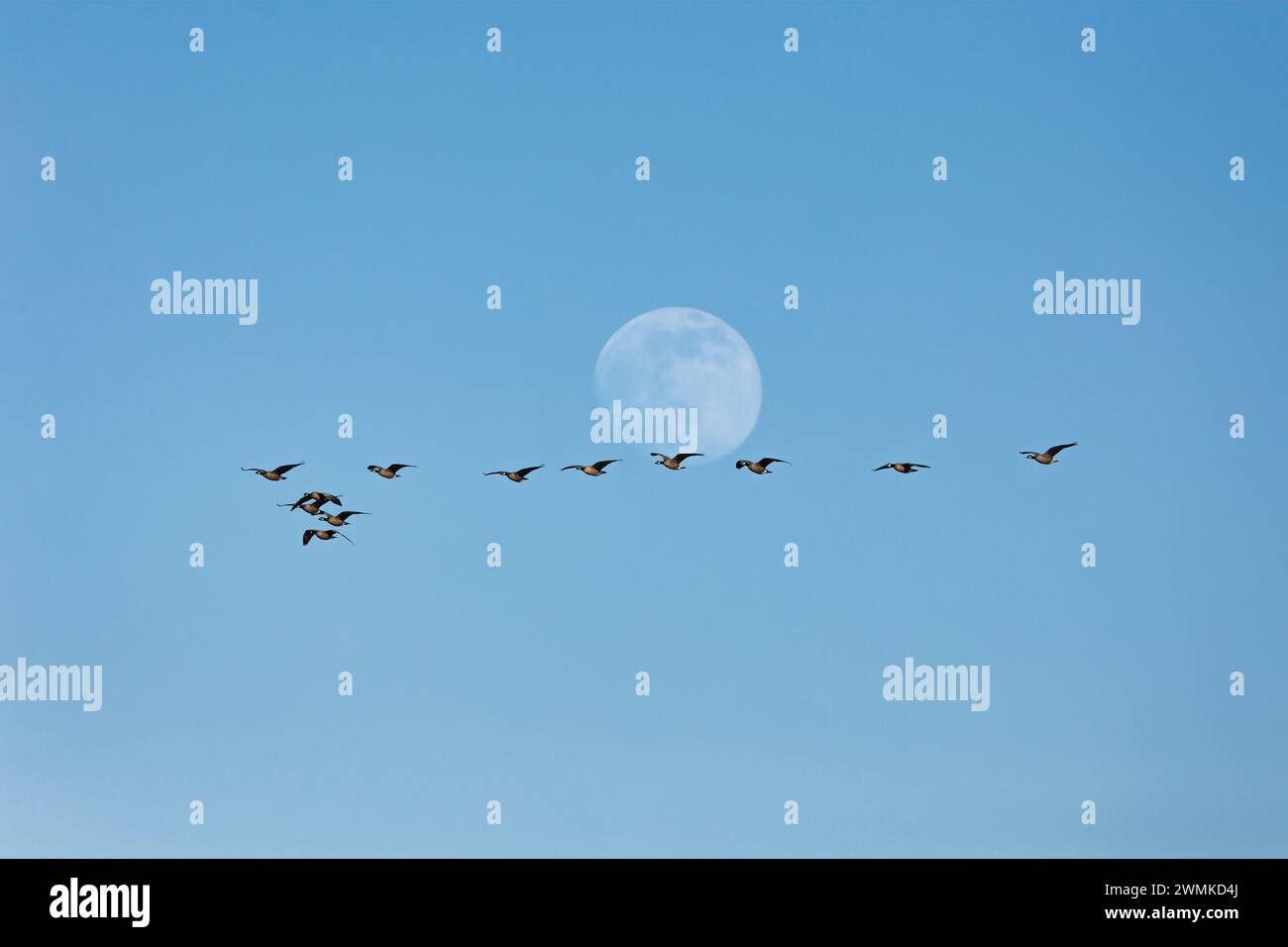 Flock of birds flying in formation in a blue sky past the distant full ...