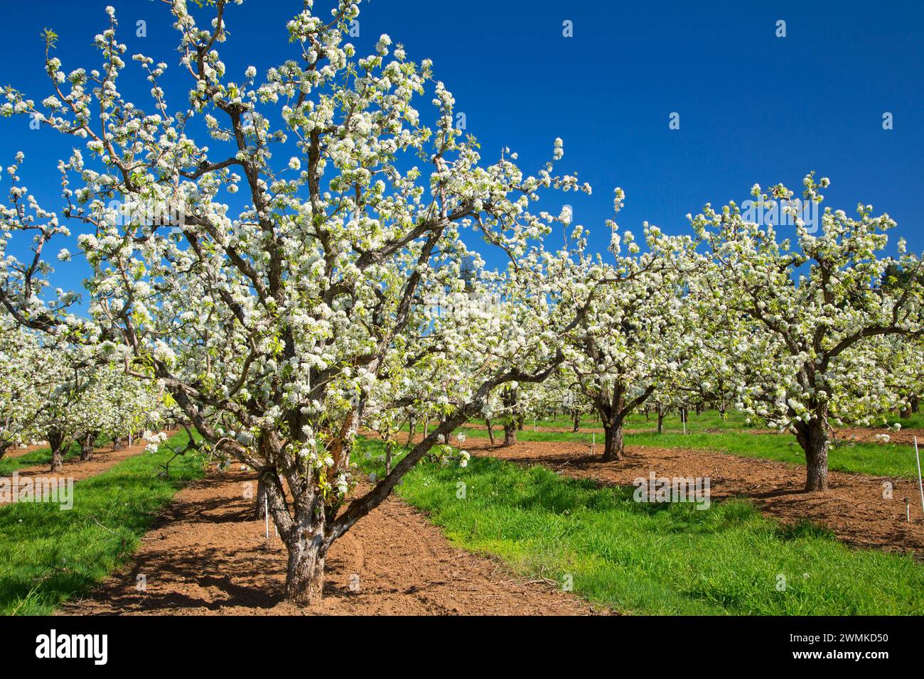 Pear orchard in bloom, Hood River County, Oregon Stock Photo - Alamy