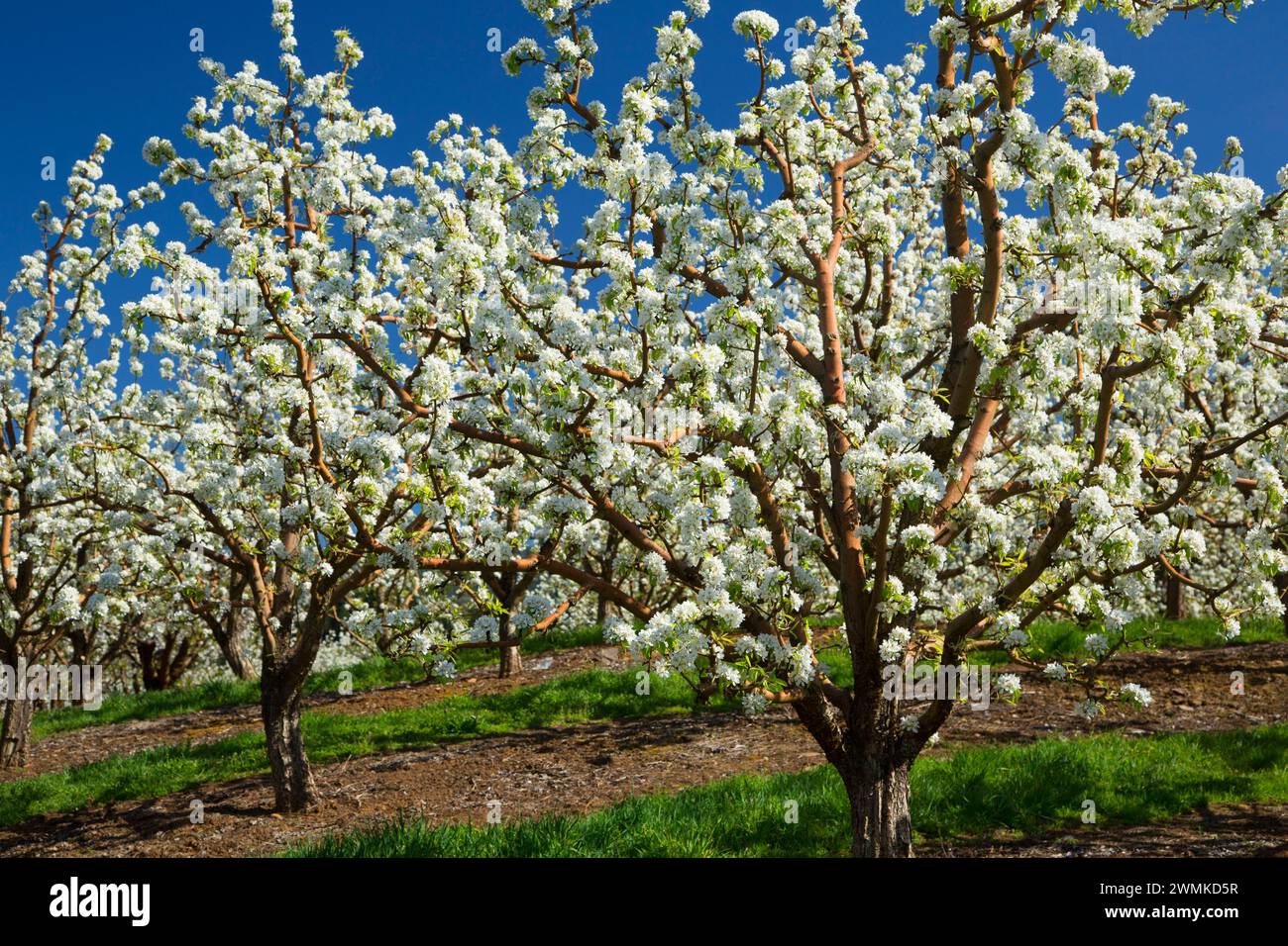 Pear orchard in bloom, Hood River County, Oregon Stock Photo - Alamy